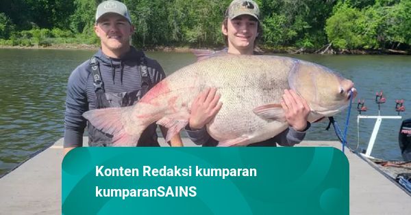 Ikan Mas Raksasa 50 Kg Ditangkap Di Sungai Oklahoma